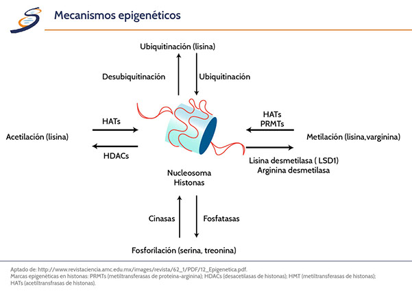 Acetilación De Histonas Metilación